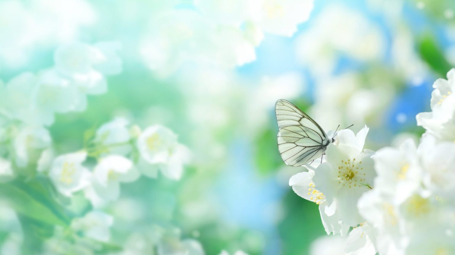 The International Association for Near-Death Studies (IANDS)